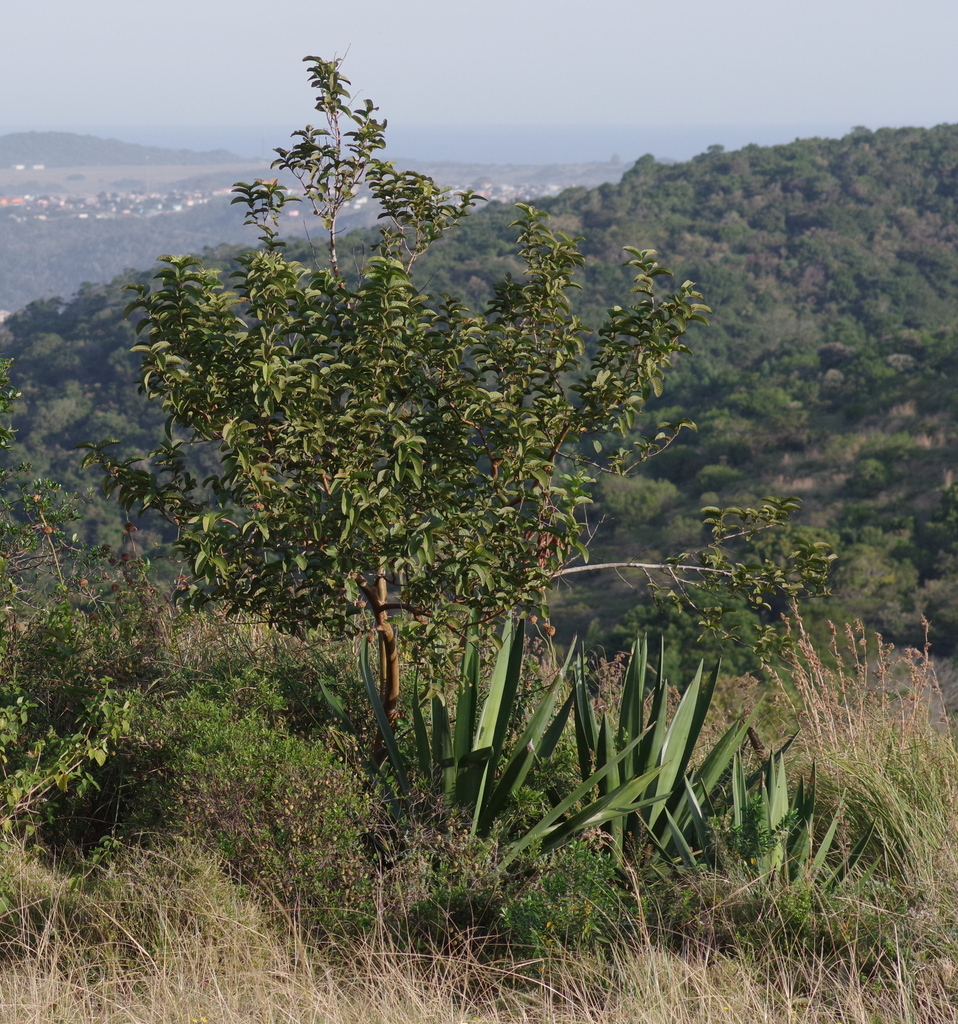 sisal from Mazeppa to Kei Mouth via Kentani, Transkei, Eastern Cape ...