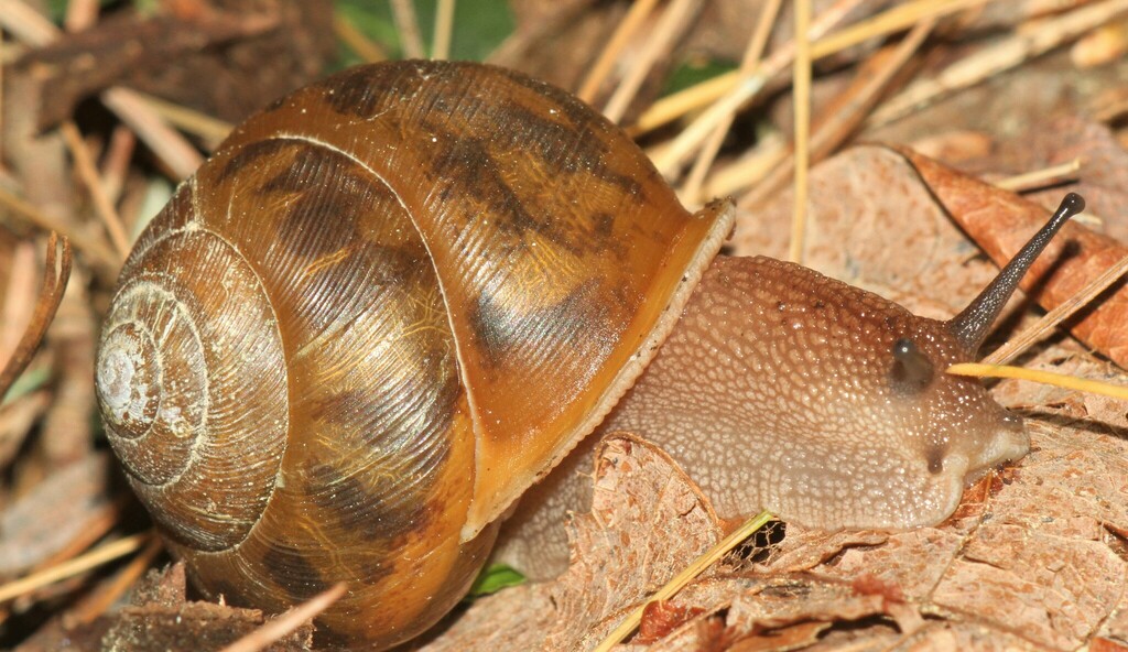 Grand Globe Snail from Carter Co TN Cherry Flats 2 on June 22, 2022 at ...