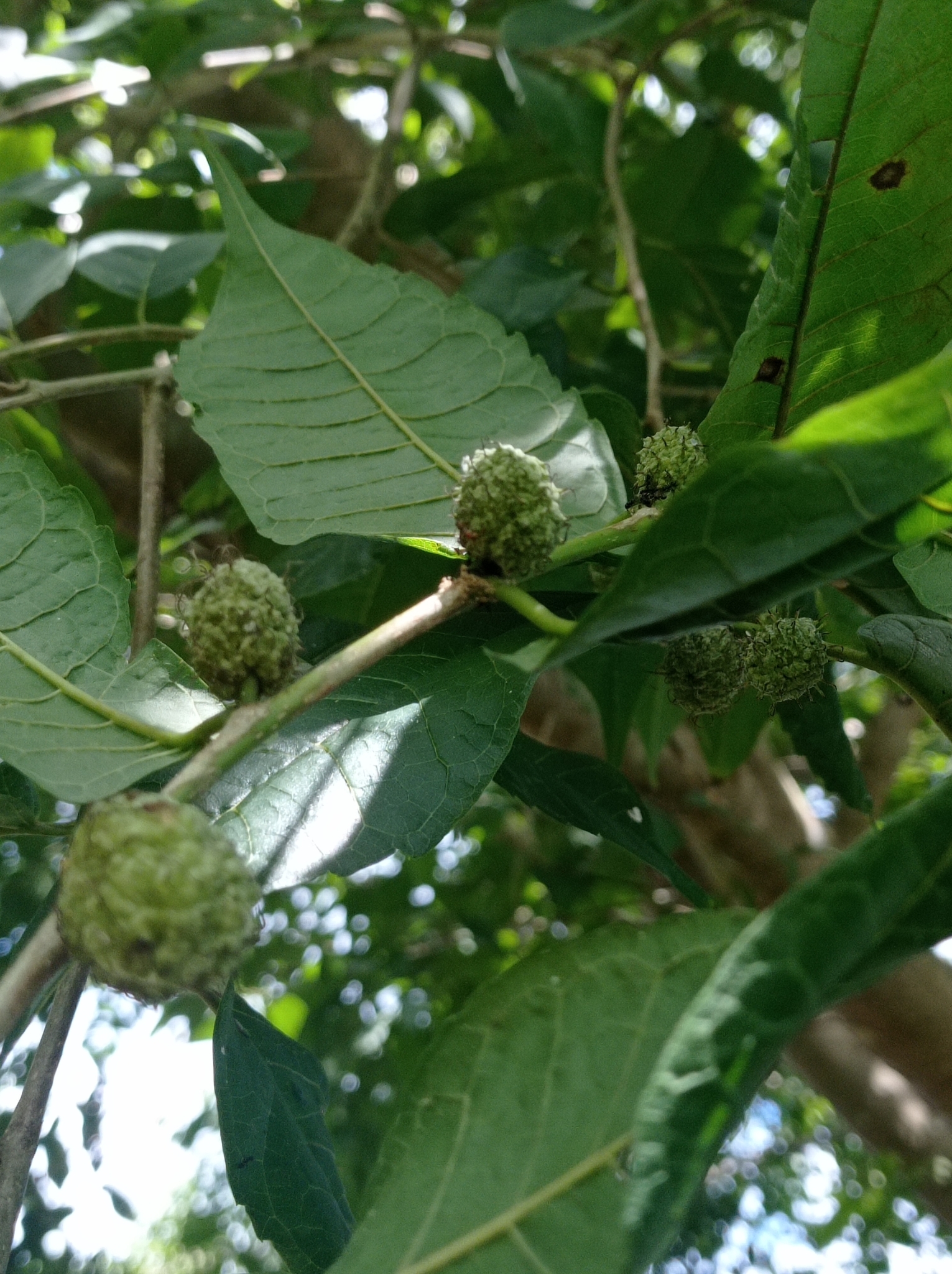 Maclura tinctoria (L.) D.Don ex Steud.