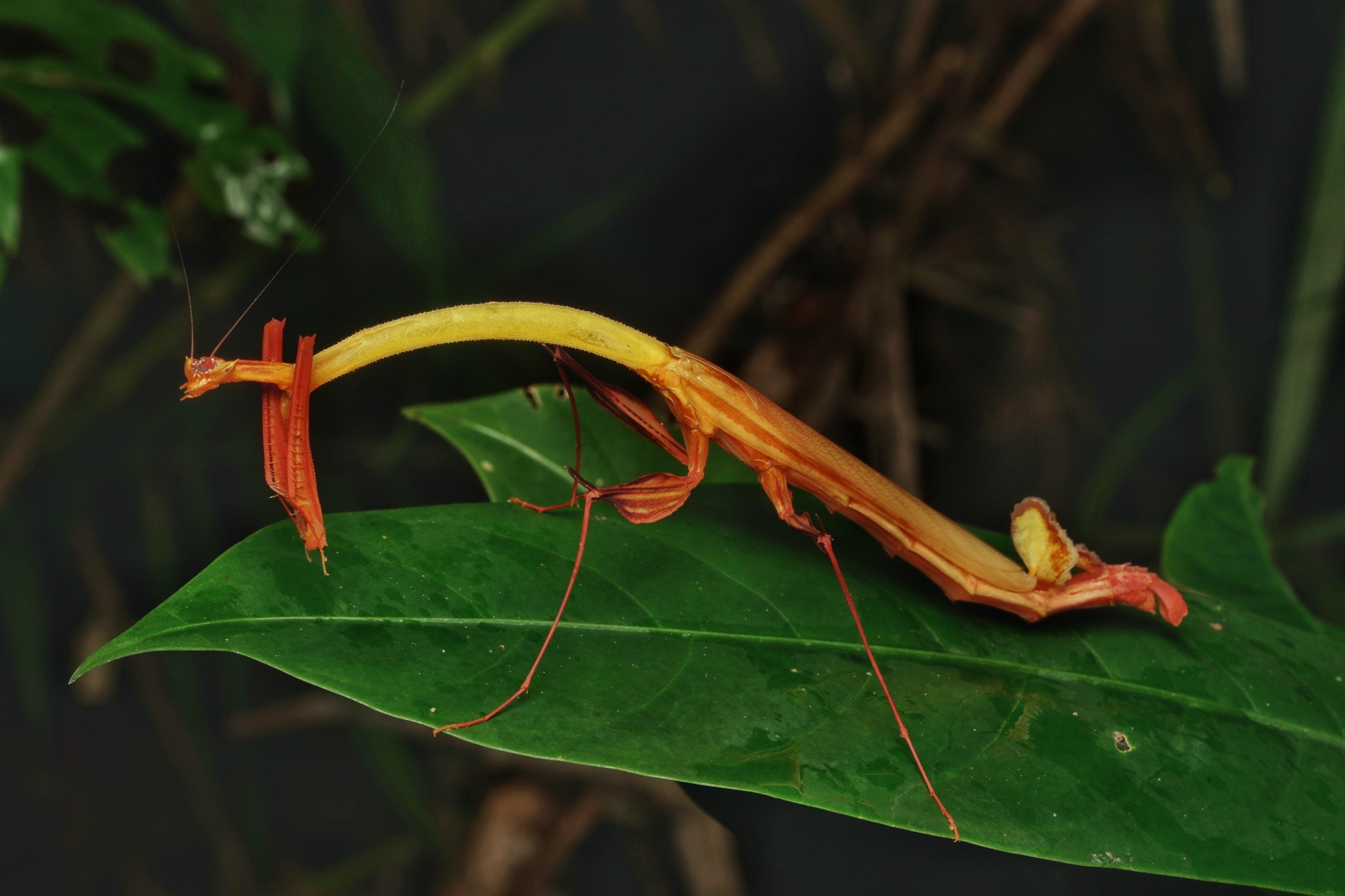 Toxoderidae