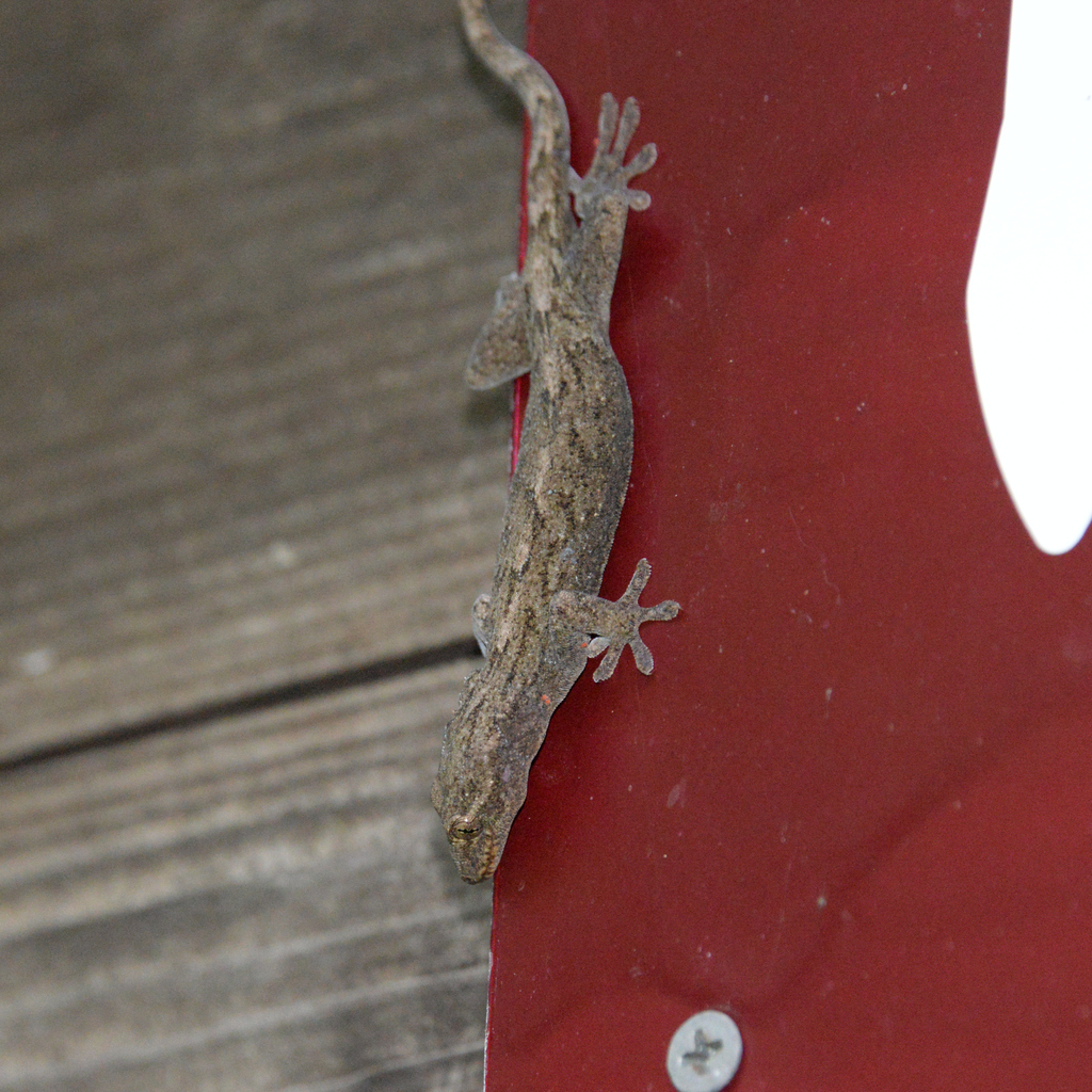 Japanese Giant Gecko in June 2022 by Alan Broderick · iNaturalist