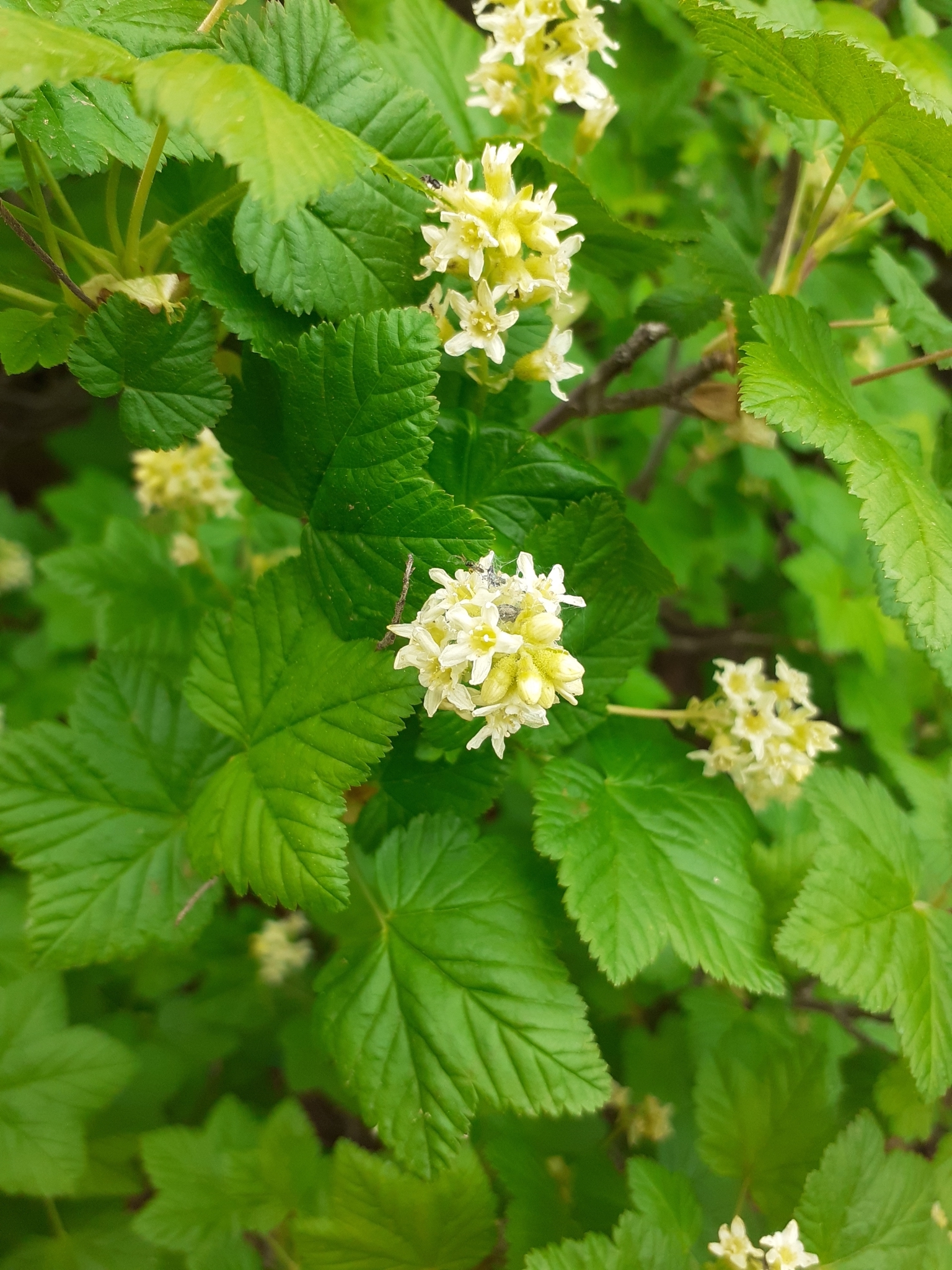Ribes wolfii Rothr.