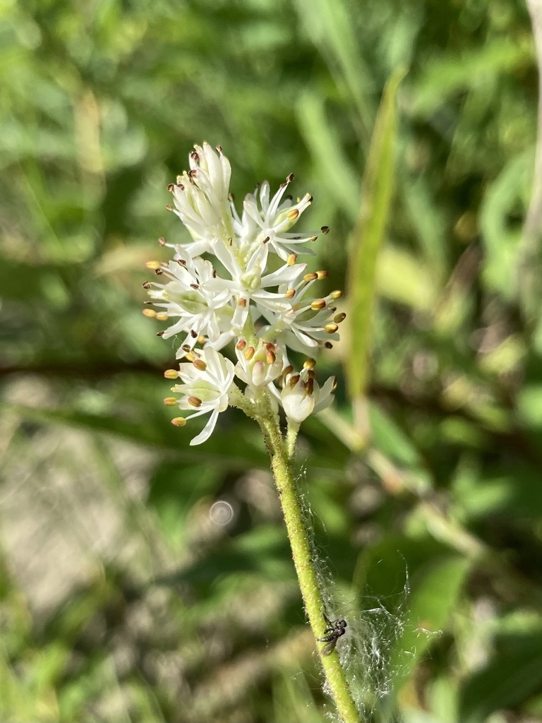 Sticky False Asphodel in June 2022 by er-birds. Small insects stuck on ...