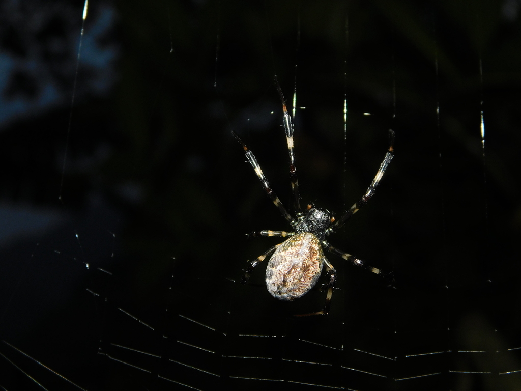Asian Hermit Spider from Pasirtamiang, Ciamis Regency, West Java ...