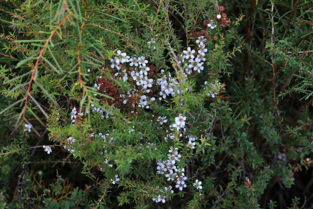 prickly tea-tree from Jervis Bay JBT 2540, Australia on May 24, 2022 at ...