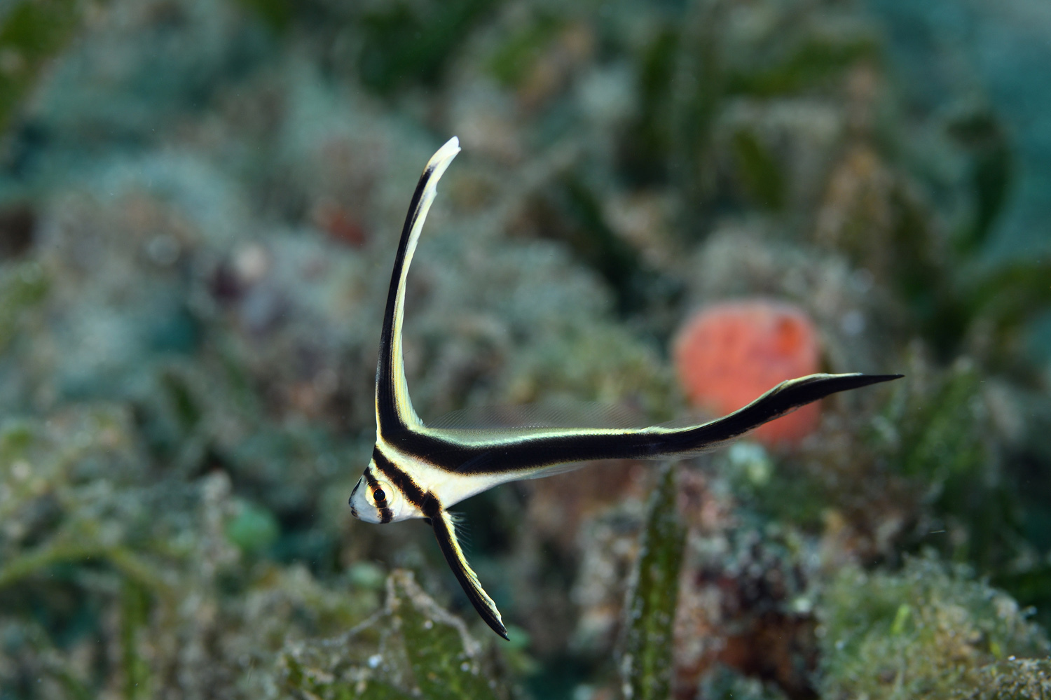 Equetus lanceolatus (Linnaeus, 1758)