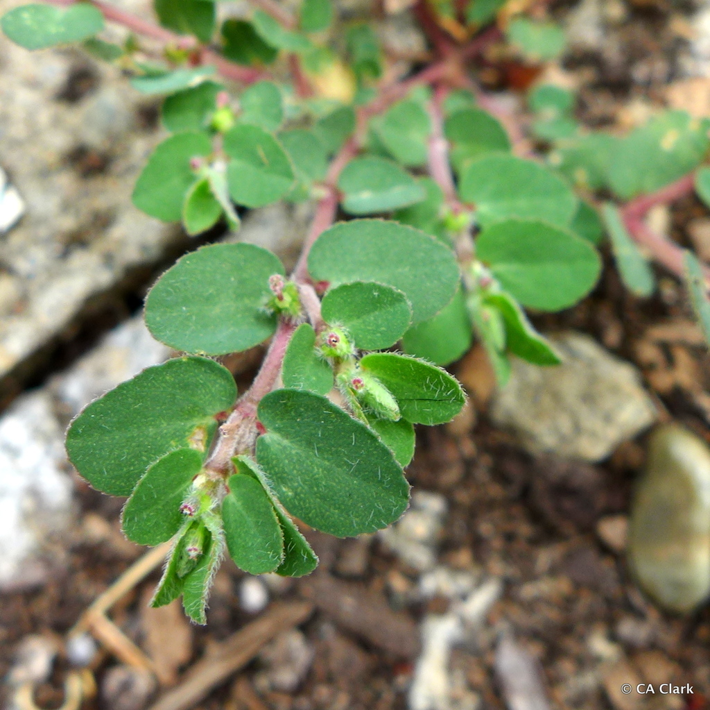 Prostrate Sandmat (Common species of Chamaesyce (Euphorbia sect ...
