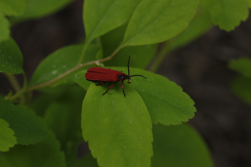 Red Net-winged Beetle from Pincher Creek No. 9, AB, Canada on June 22 ...