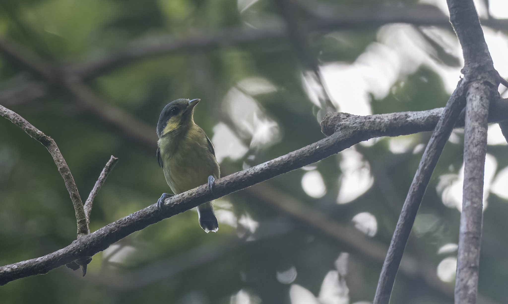 Periparus elegans (Lesson, 1831)