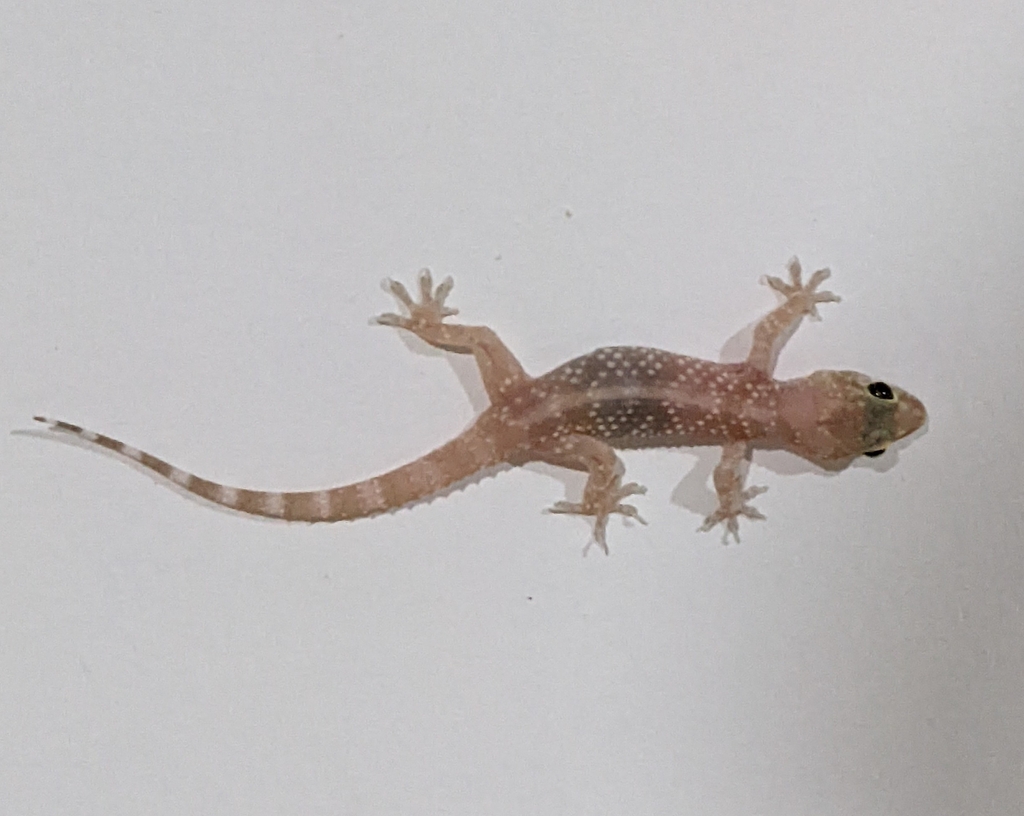 Mediterranean House Gecko in June 2022 by Denis Otkydach · iNaturalist