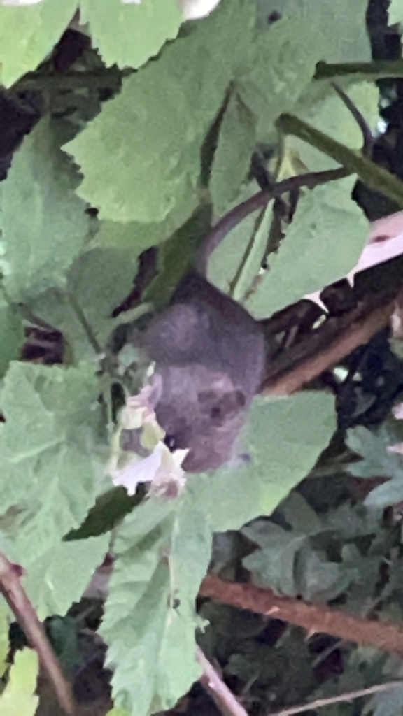 House Mouse from Mercer Island on June 22, 2022 at 08:40 PM by celeana ...