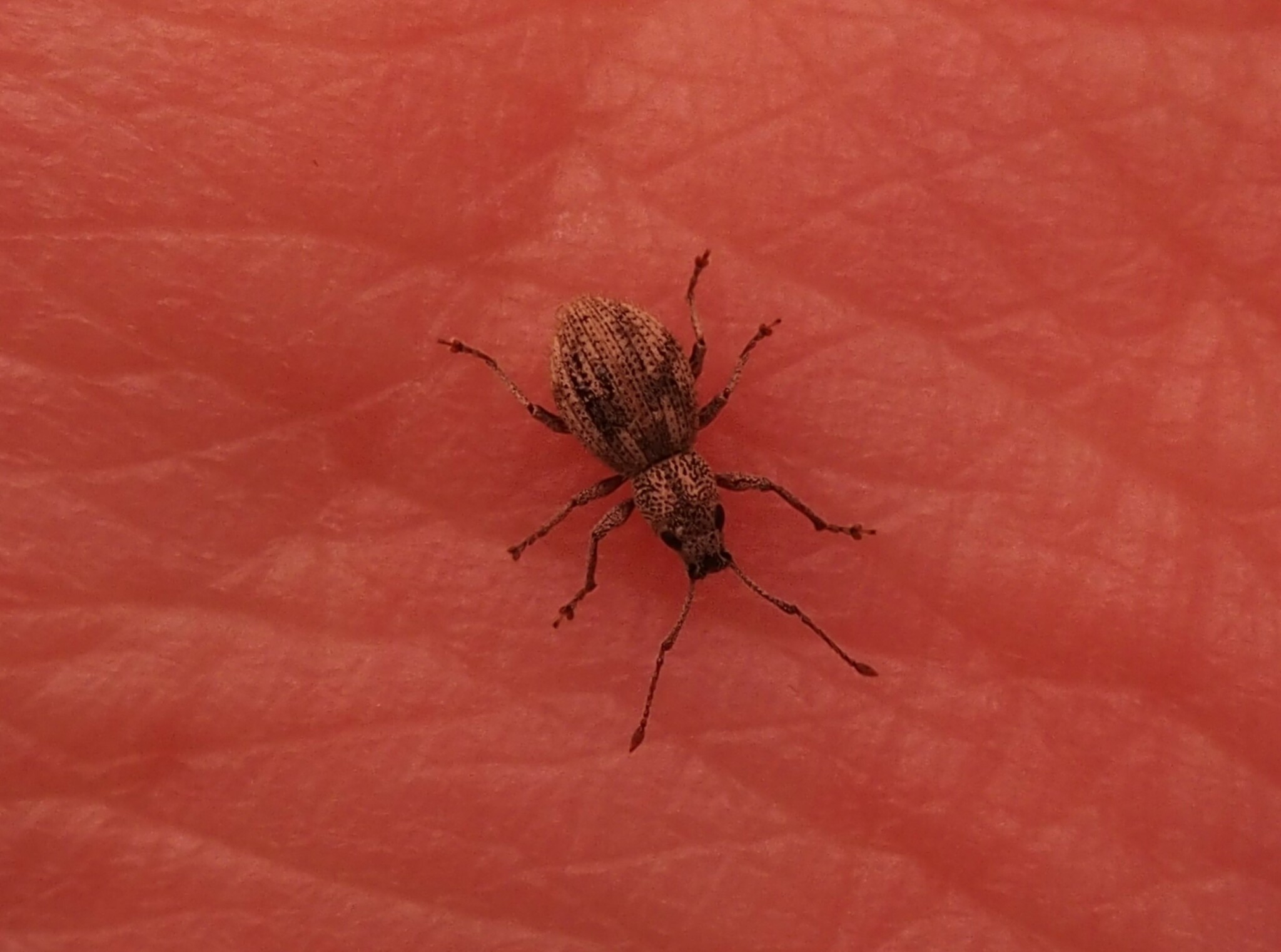 Calomycterus setarius Roelofs, 1873