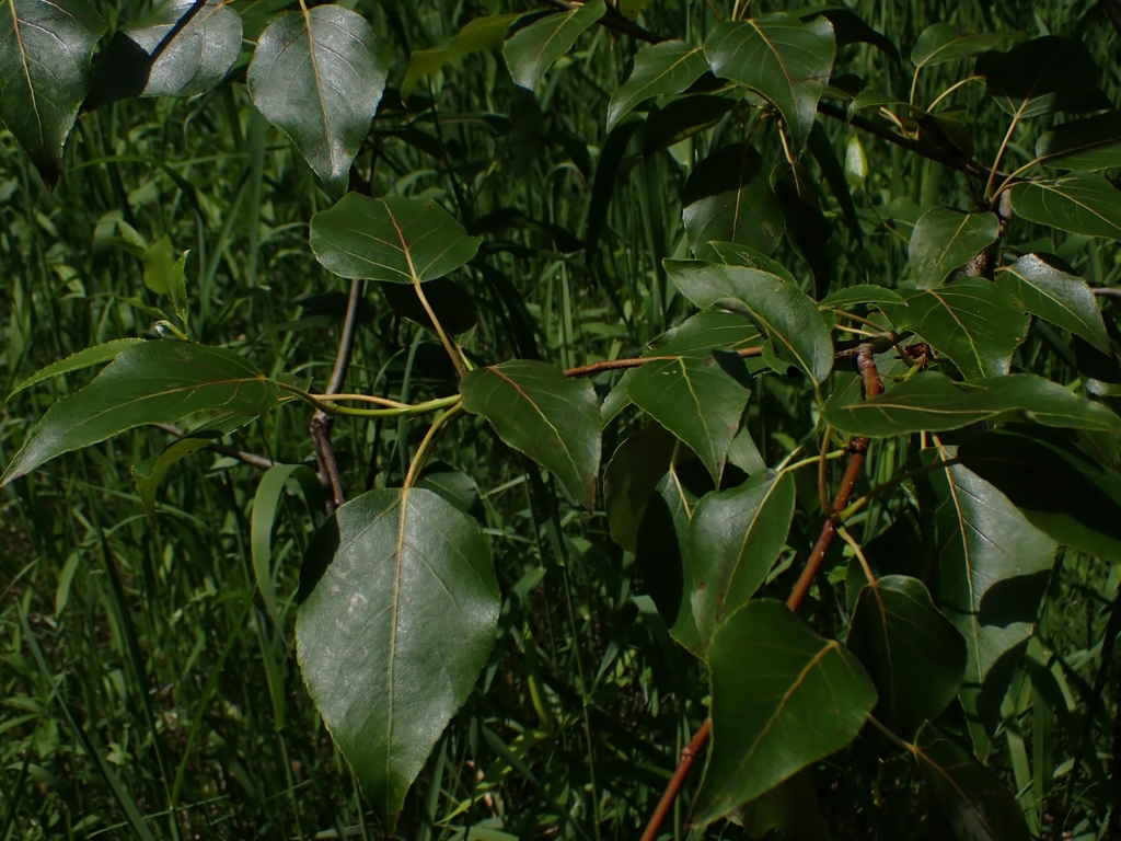 balsam poplar from Division No. 12, Manitoba, Canada on June 22, 2022 ...