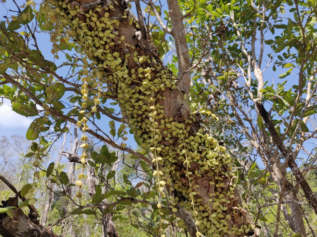 String of Nickels from Tarmugli Island, Andaman and Nicobar Islands on ...