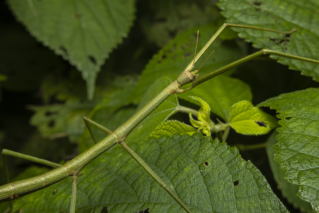 Ramulus rotundus from Shek Kong, Hong Kong on June 22, 2022 at 09:07 PM ...