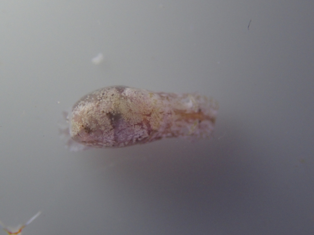 Diniatys dentifer in March 2019 by Vishals_Lab · iNaturalist