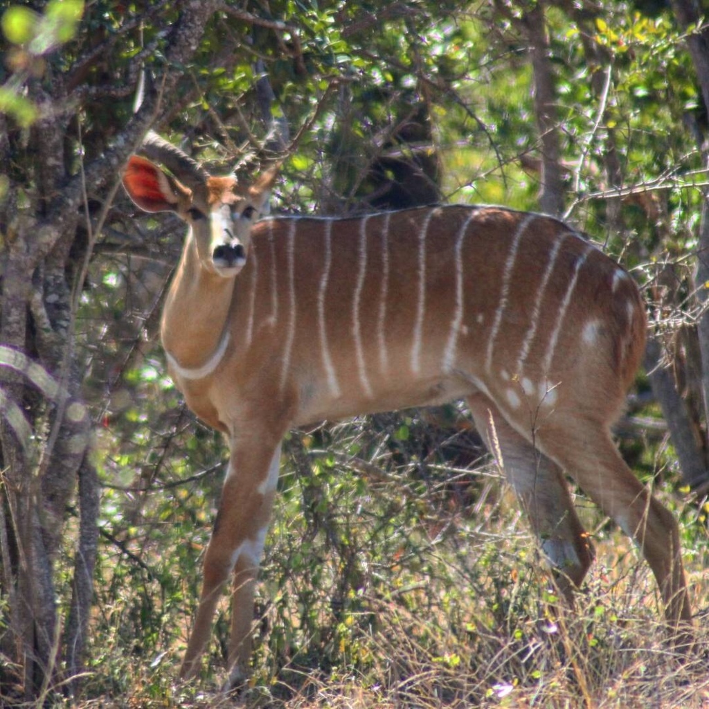 Spiral-horned Antelopes (Tragelaphini) - Know Your Mammals