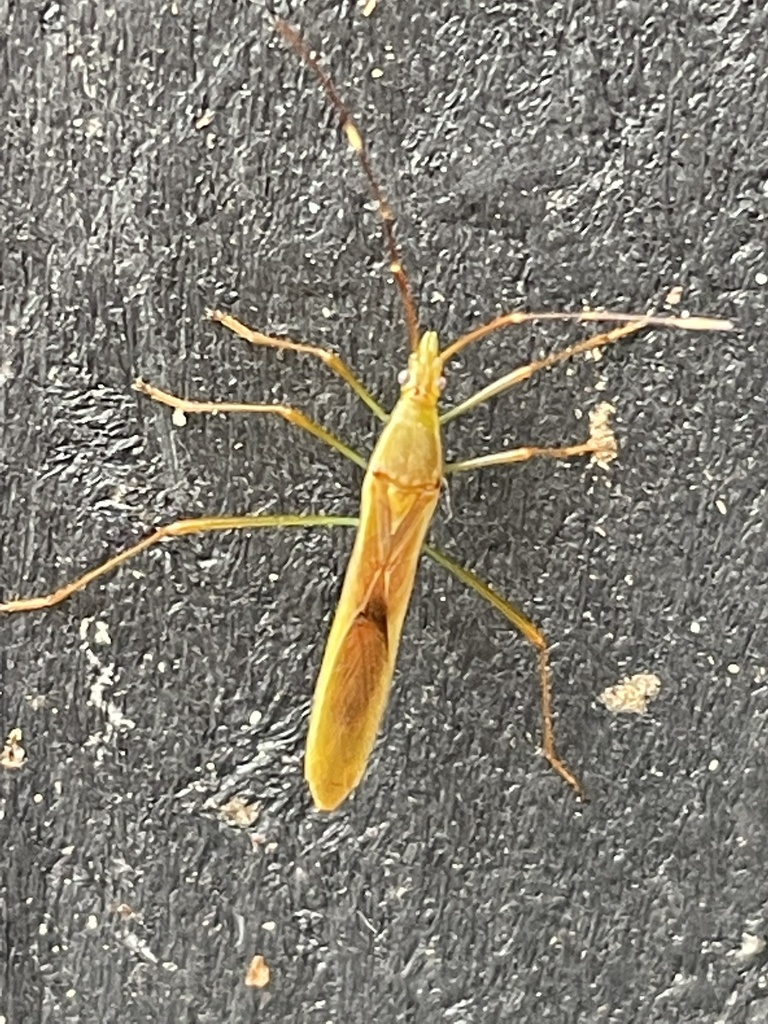 Paddy Bug from Daintree, AU-QL-DG, AU-QL, AU on June 23, 2022 at 11:58 ...