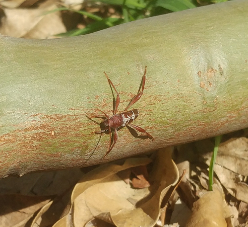 Neoclytus cordifer · iNaturalist