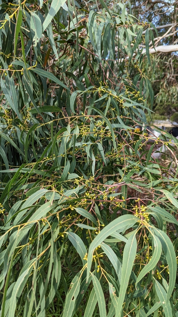 manna gum from Colac-Otway - South, AU-VI, AU on June 20, 2022 at 01:47 ...