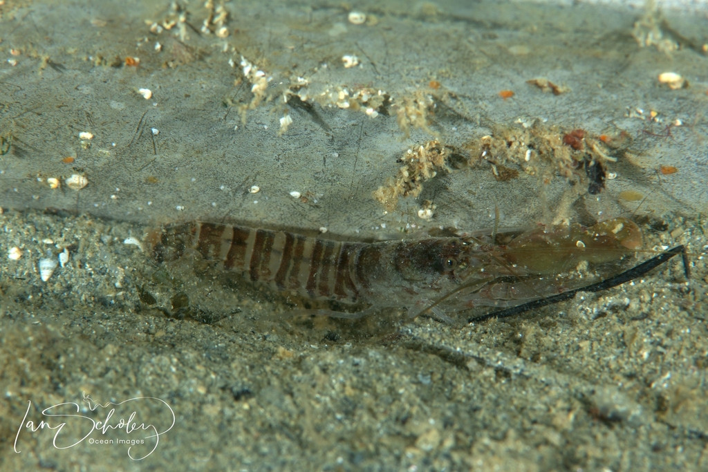 Snapping Shrimps from Blairgowrie Victoria, AU on June 22, 2022 by Ian ...