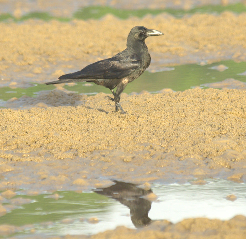 South Ryukyu crow (Corvus macrorhynchos osai) - Avian Discovery