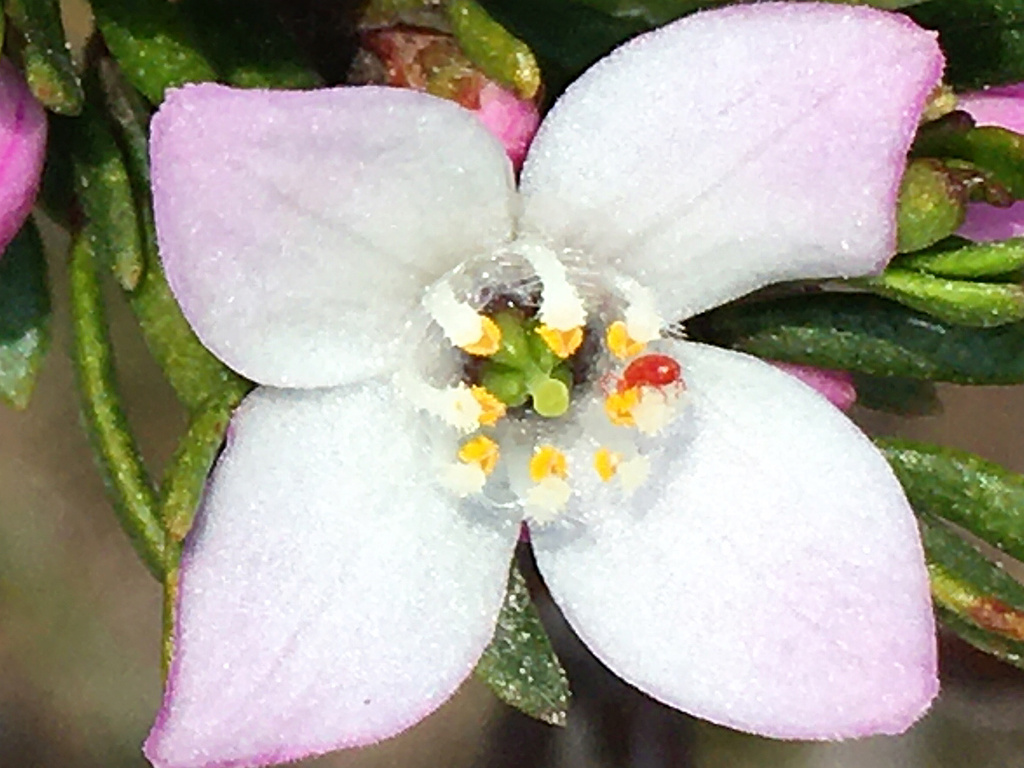 Mites and Ticks from Kentish, Tasmania, Australia on January 3, 2020 at ...