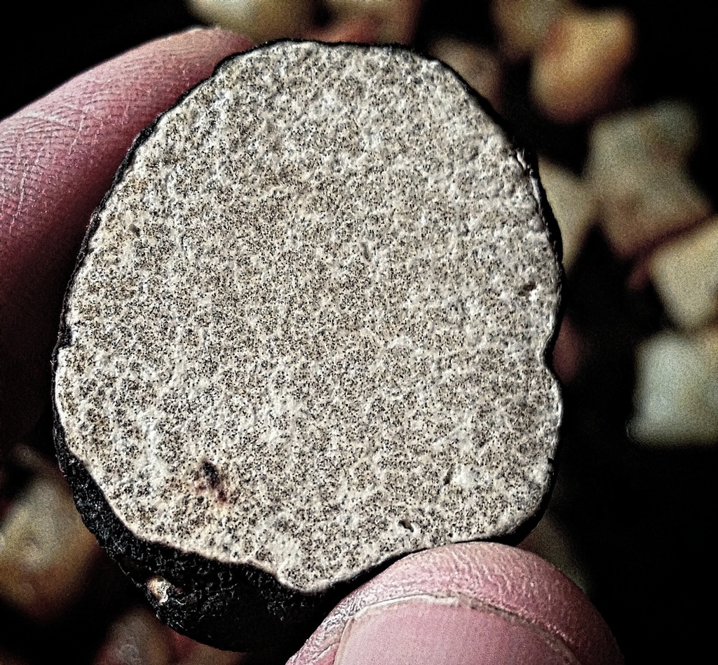 Oregon Black Truffle from Coast Range near the Willamette Valley, OR ...