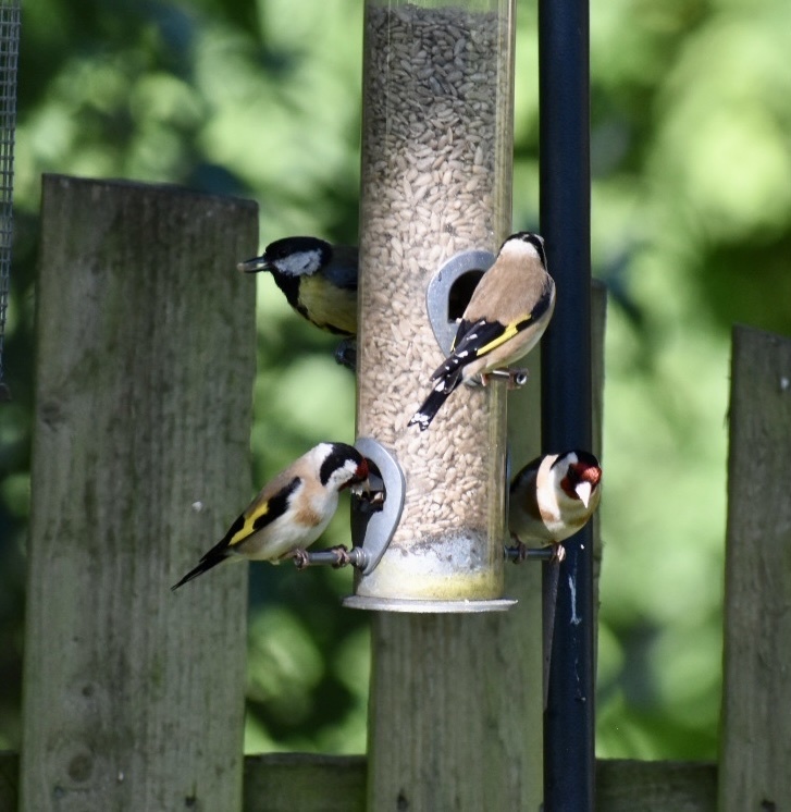 British Goldfinch from Goosefoot Lane, Preston, England, GB on June 20 ...