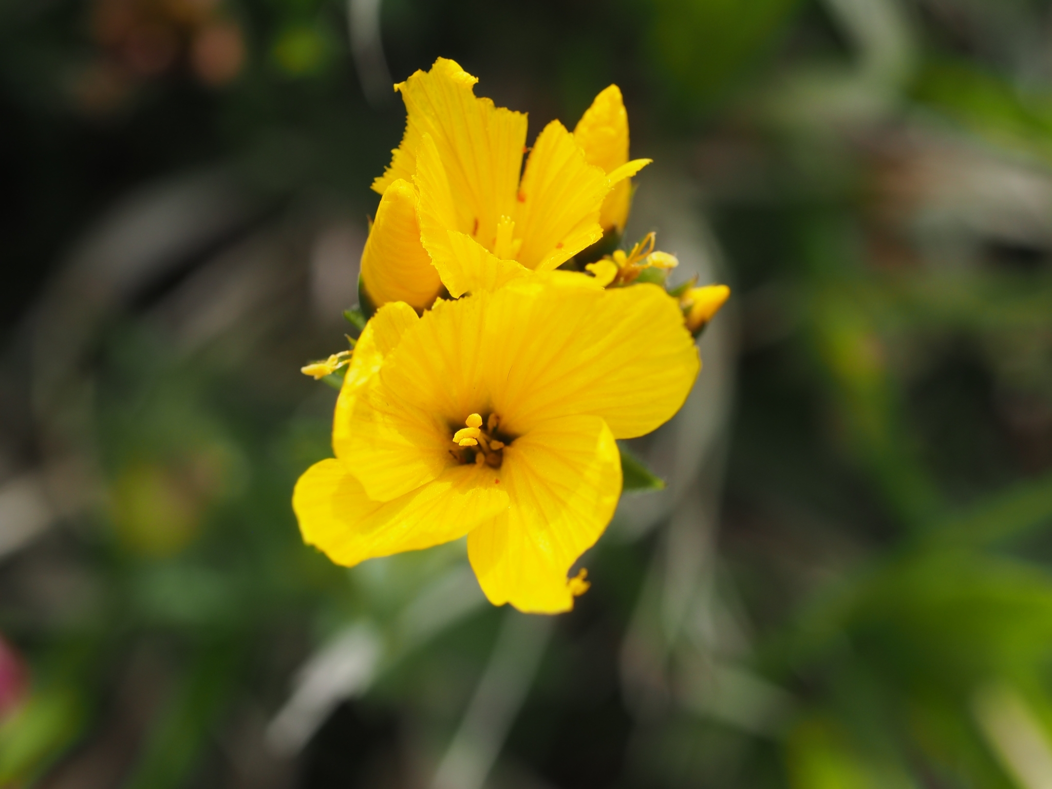 Linum capitatum Schult.