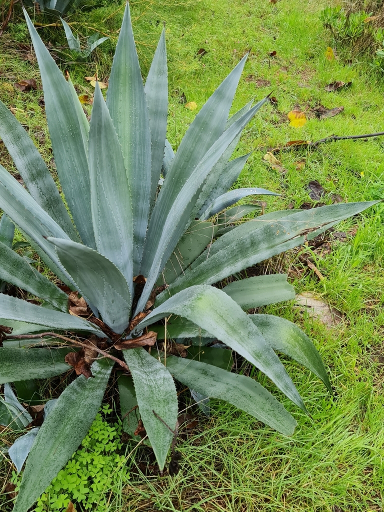 American century plant from Kelmscott WA 6111, Australia on June 23 ...