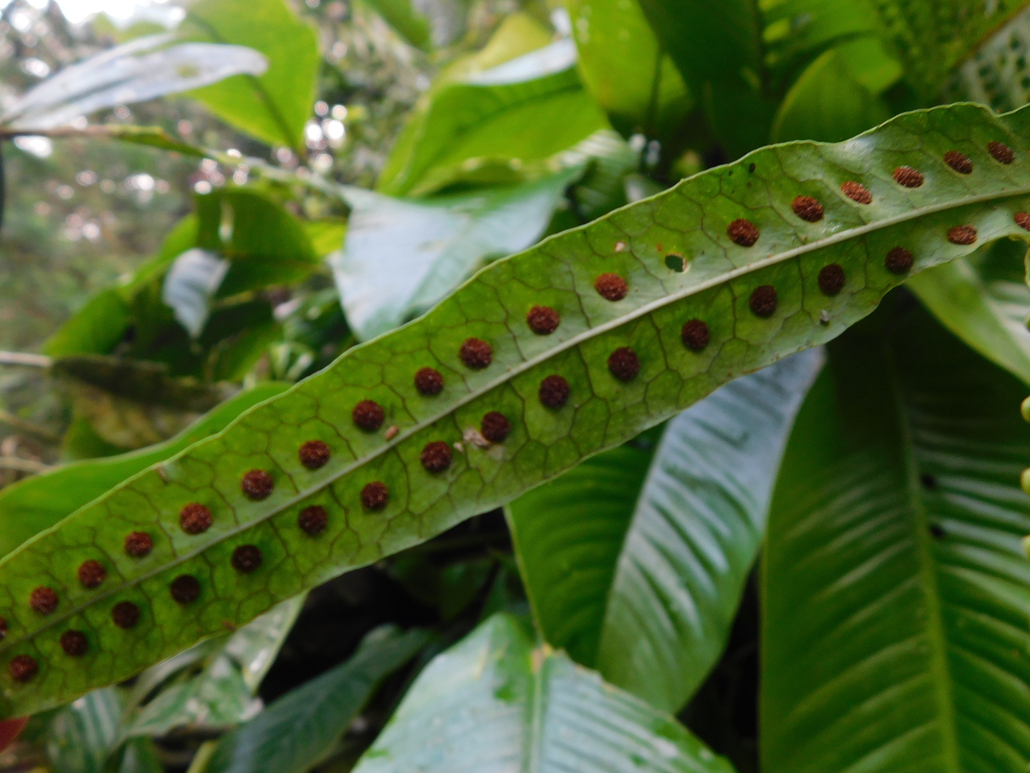 Microsorum membranifolium (R.Br.) Ching
