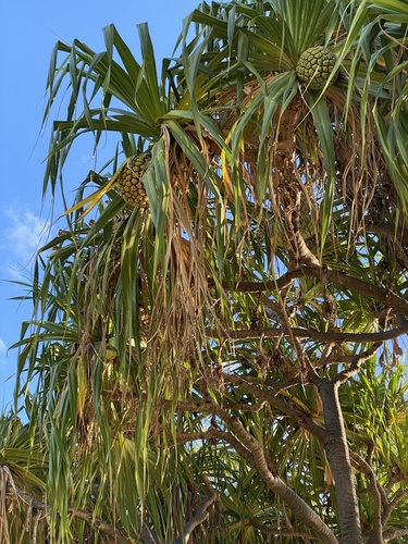thatch screwpine ((3) Native Plants garden) · iNaturalist