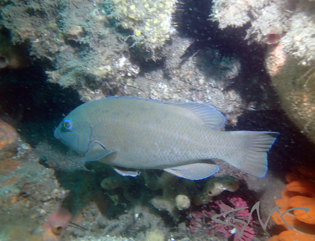 Eastern Blue Groper from Fly Point Dive on June 19, 2022 at 02:49 PM by ...