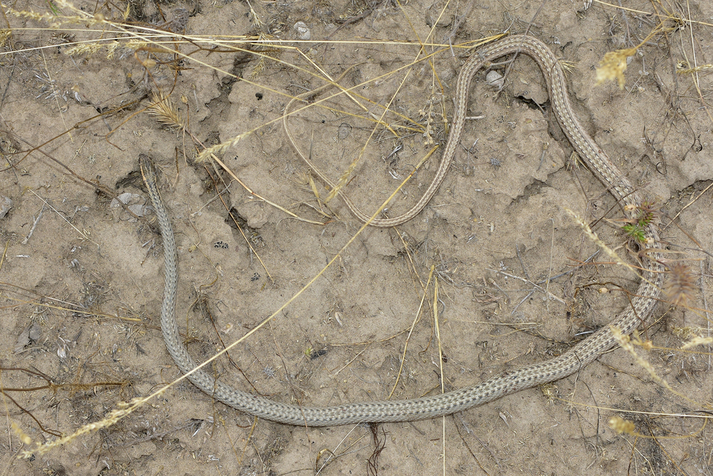 Steppe Ribbon Racer from Отрарский район, Казахстан on May 24, 2022 at ...