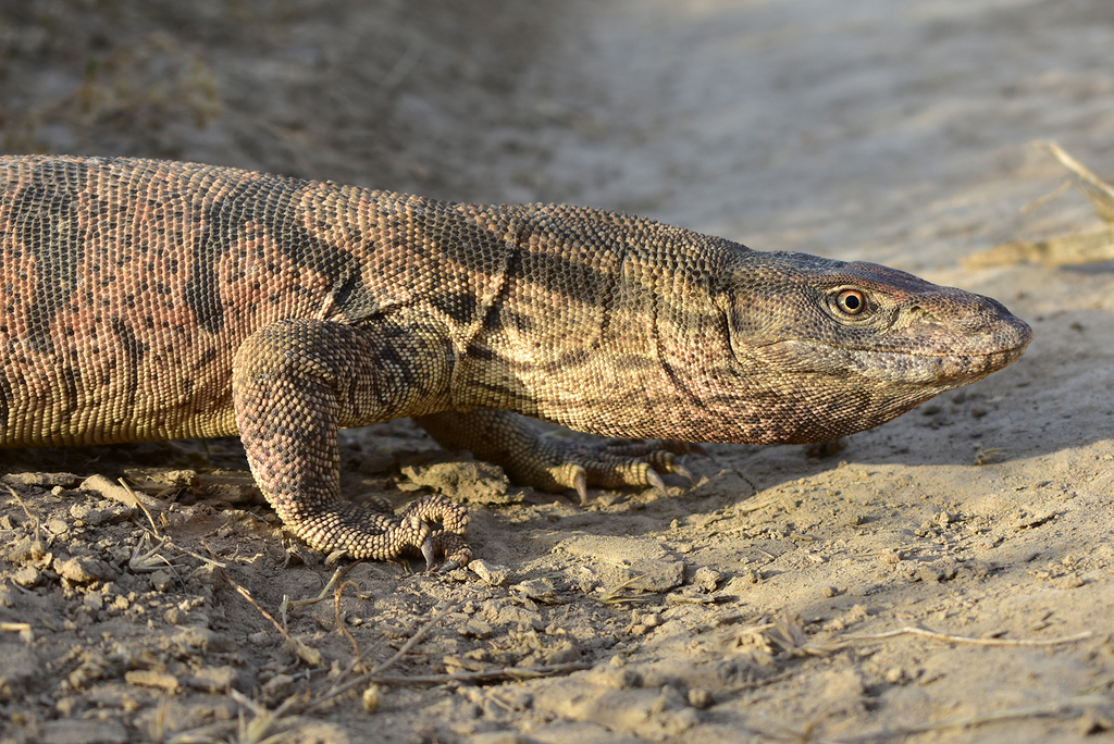 Caspian Monitor from Отрарский район, Казахстан on May 25, 2022 at 07: ...