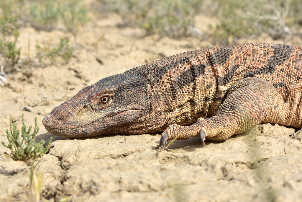 Caspian Monitor from Отрарский район, Казахстан on May 26, 2022 at 10: ...