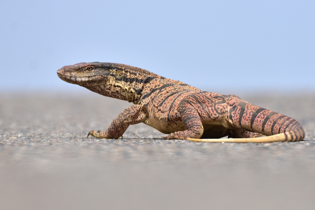 Caspian Monitor from Отрарский район, Казахстан on May 27, 2022 at 12: ...