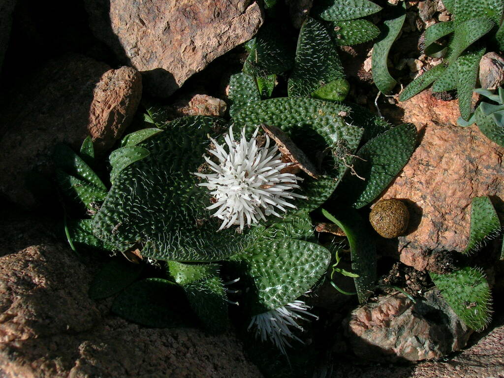 Massonia pygmaea kamiesbergensis in April 2005 by Nick Helme · iNaturalist