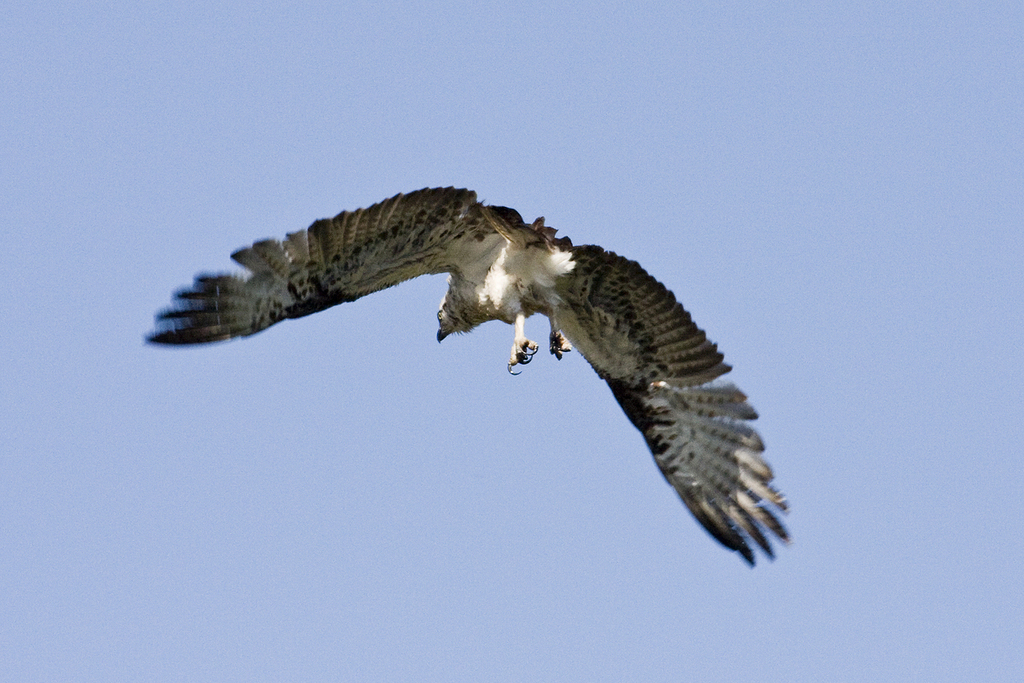 Australasian Osprey from Toorbul QLD 4510, Australia on October 08 ...