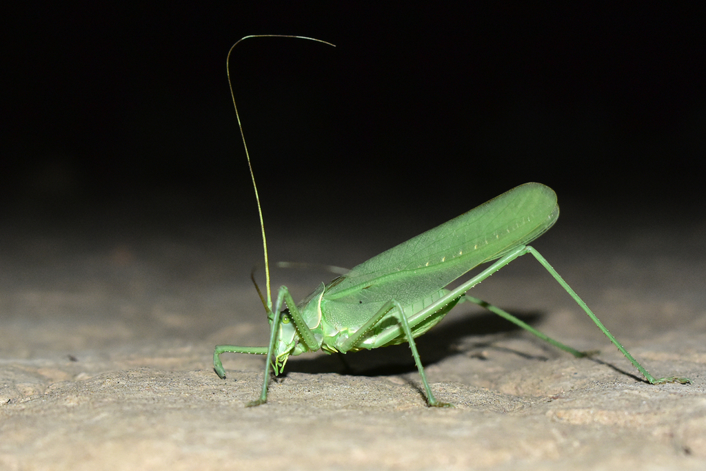 Shieldback Katydids from Отрарский район, Казахстан on June 01, 2022 at ...