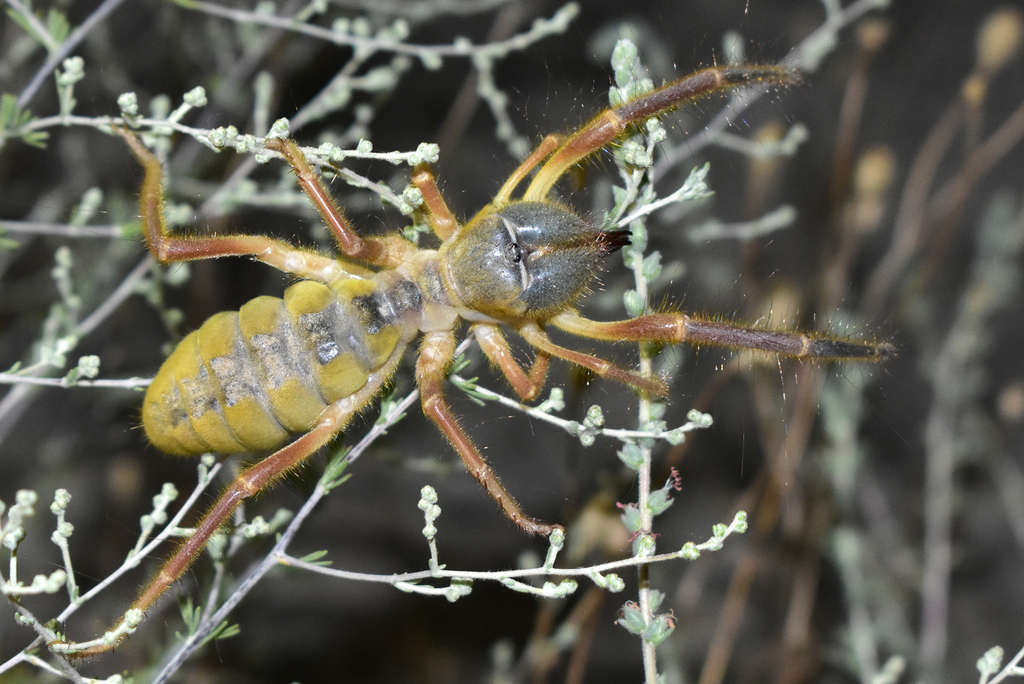 Paragaleodes pallidus from Отрарский район, Казахстан on June 02, 2022 ...