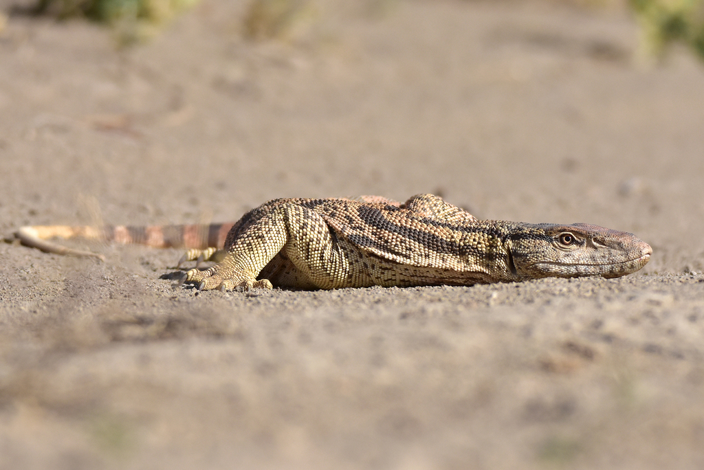 Caspian Monitor from Отрарский район, Казахстан on June 3, 2022 at 05: ...