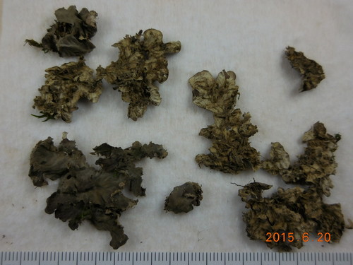 Mountain Pelt Lichen (Peltigera monticola) wildspecies.ca