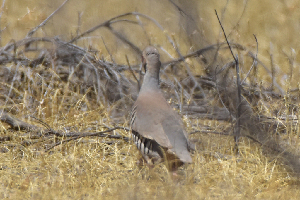 Chukar from Отрарский район, Казахстан on June 04, 2022 at 01:53 PM by ...