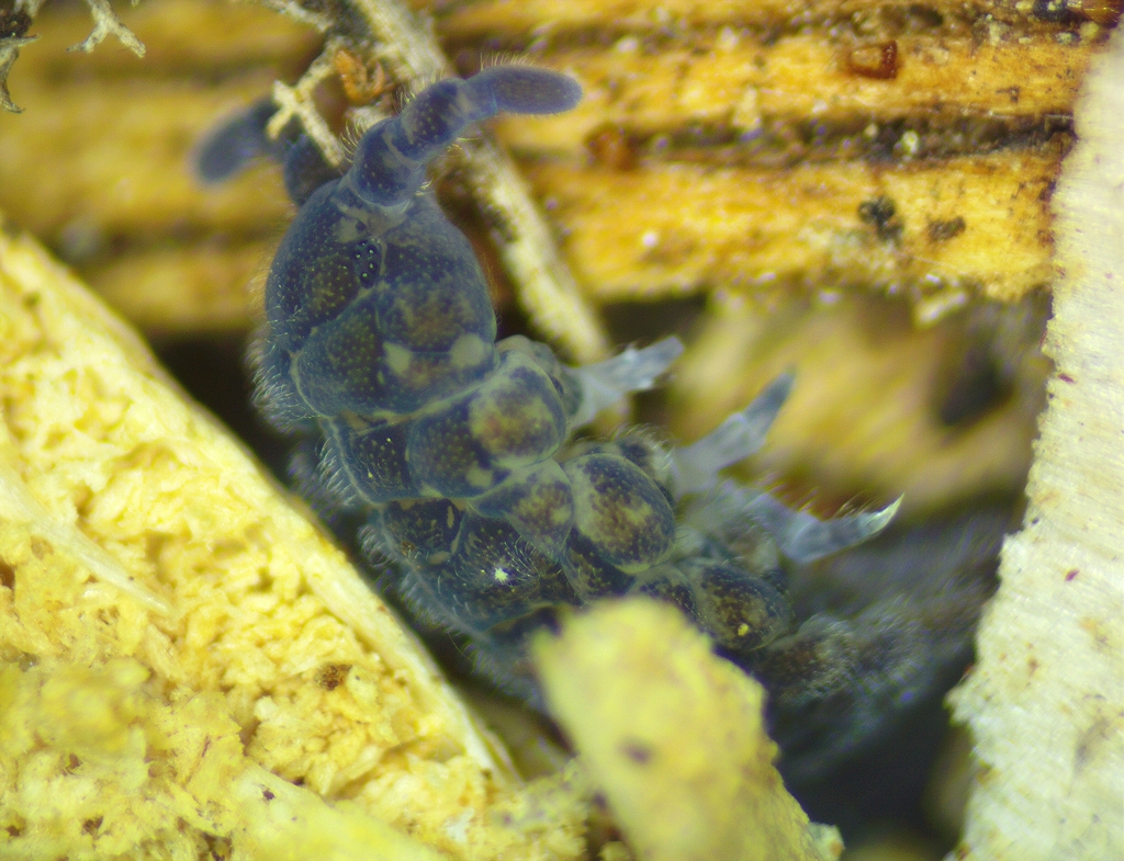 Plump Springtails from Havelock, New Zealand on June 23, 2022 at 09:26 ...