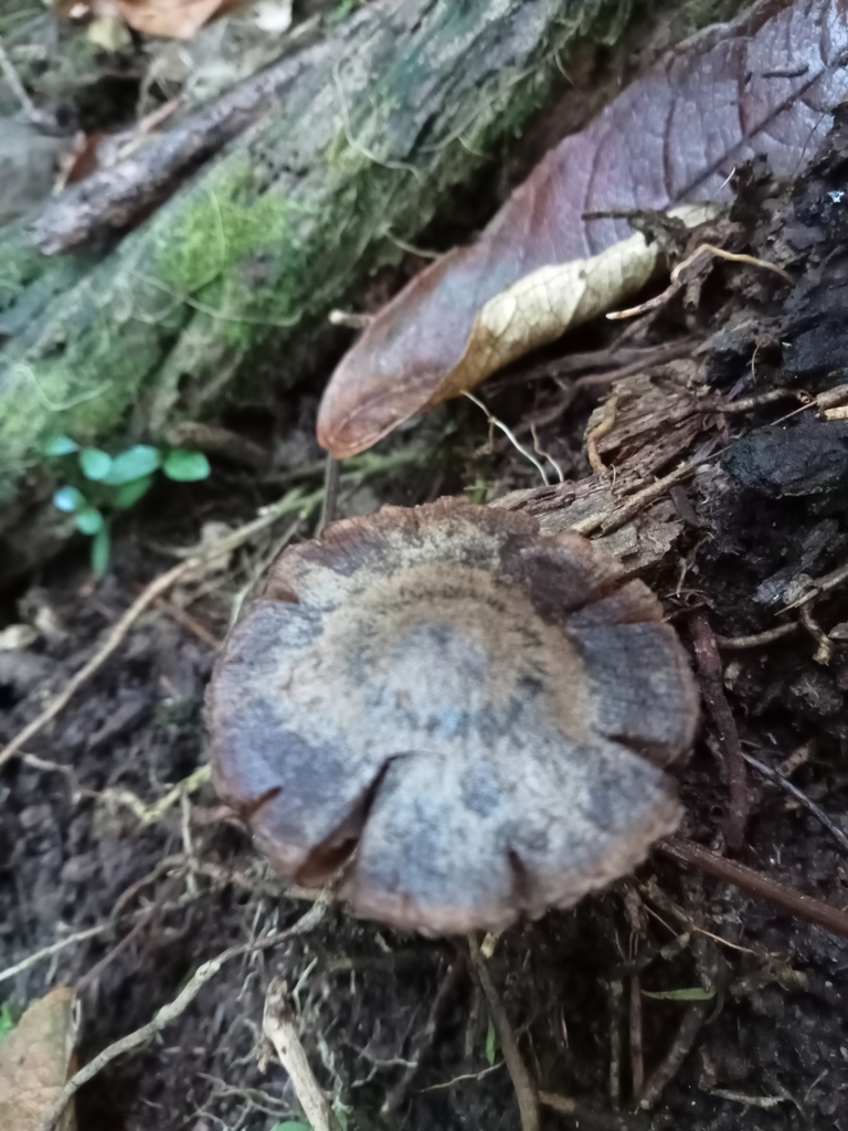 Psathyrellaceae from Christchurch including Banks Peninsula, NZ-CA, NZ ...