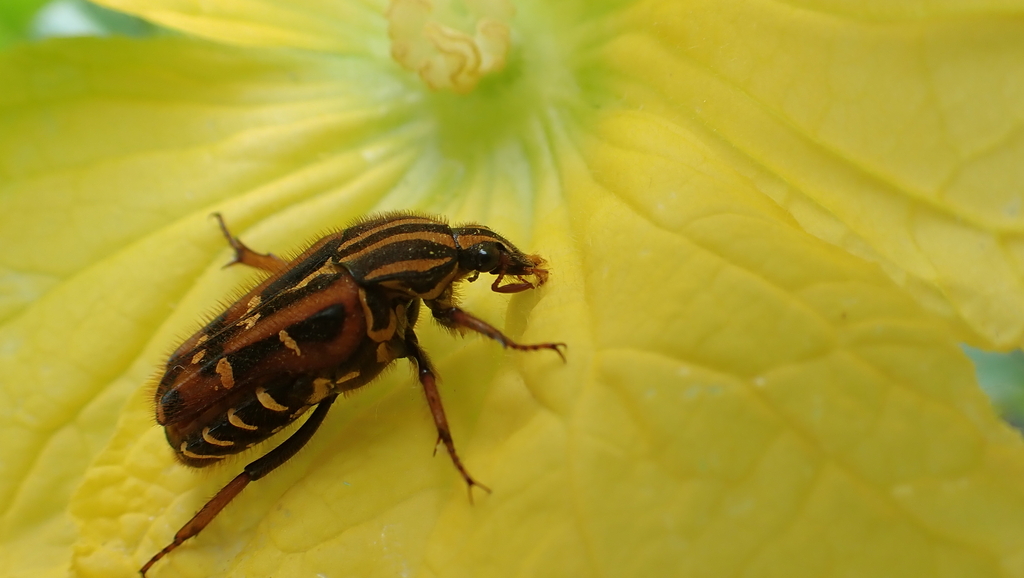 Euselates magna from 可觀自然教育中心暨天文館 on May 24, 2022 at 02:52 PM by ...