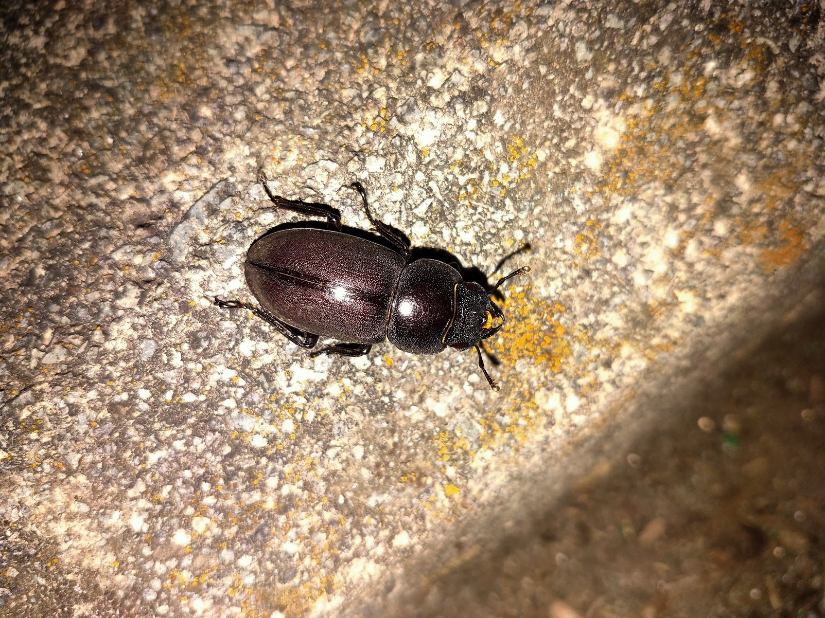 Dorcus rectus rectus