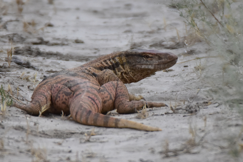 Caspian Monitor from Отрарский район, Казахстан on June 11, 2022 at 06: ...